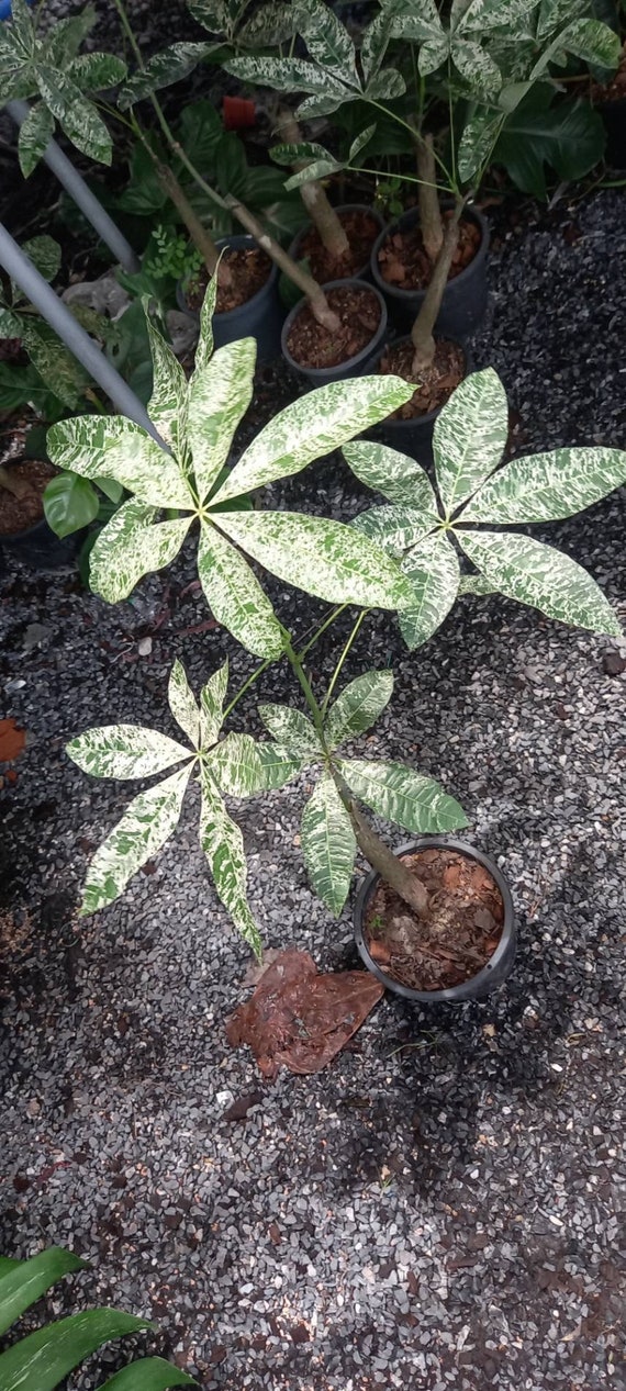 Pachira Aquatica/money Tree Variegated - Etsy Canada