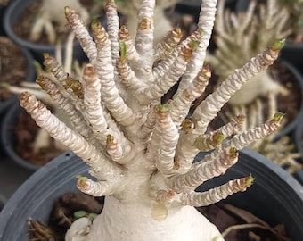 Adenium Arabicum Thai Socotranum chadapetch Large Plant Size Pot 20 ...