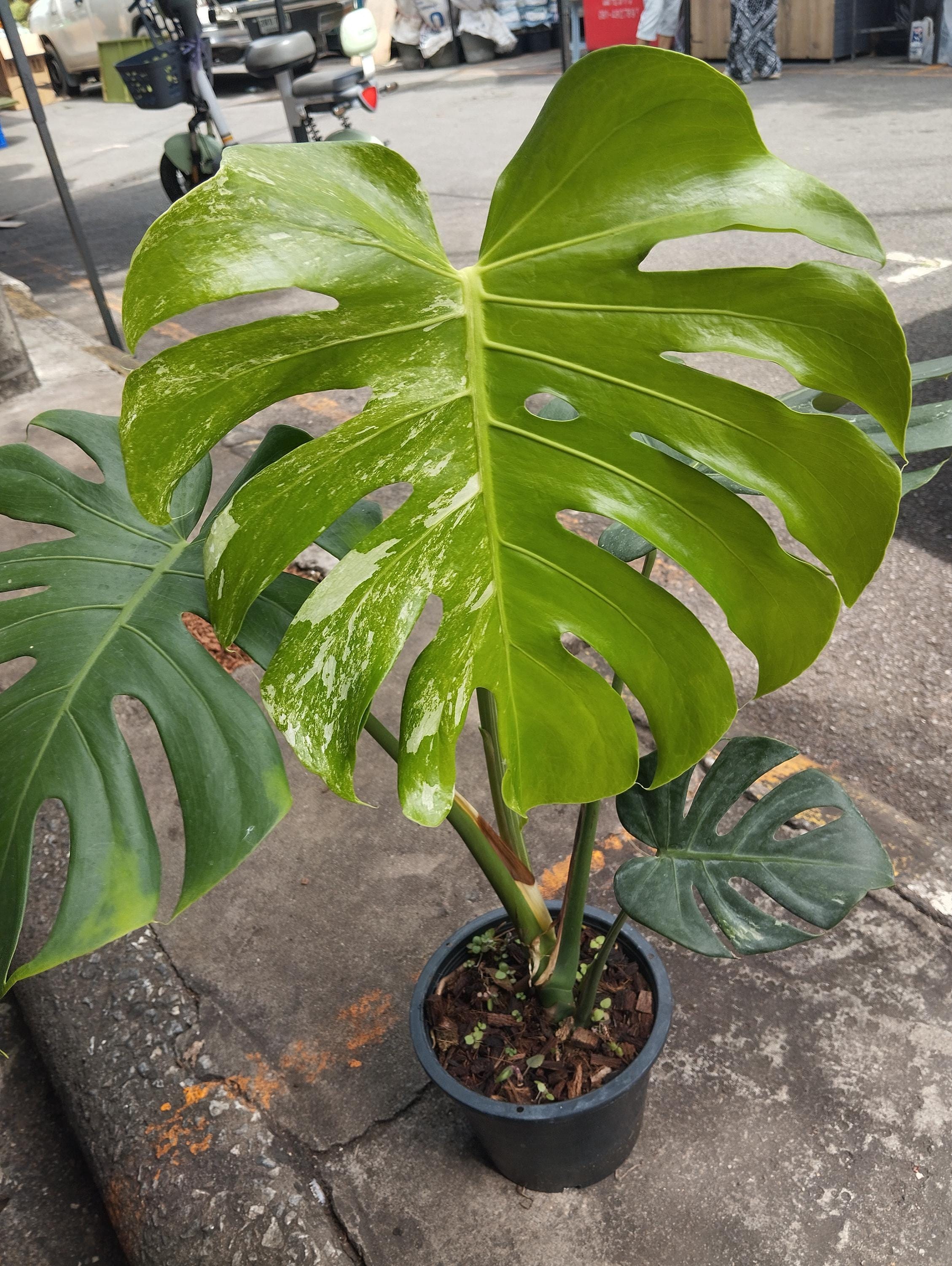 Monstera Ocean Mint Variegated - Etsy