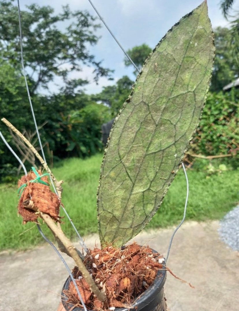 Hoya Clemensiorum - Etsy