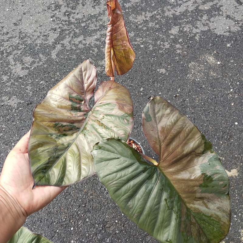 Alocasia princess yucatan variegated - Etsy.de