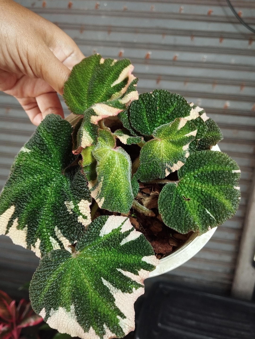 Begonia Soli Mutata Variegated - Etsy