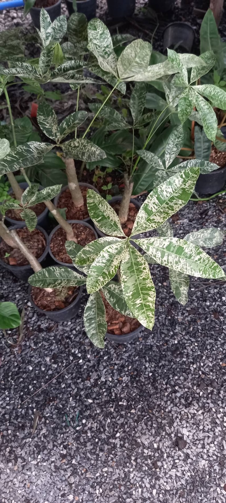 Pachira Aquatica/money Tree Variegated - Etsy