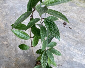 Hoya Rangsan Splash Plant Large Leaves, Full Size Exact Plant - Etsy