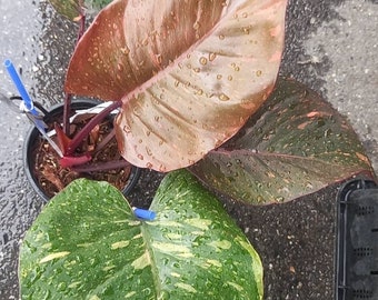 Philodendron orange Princess Variegated Very Rare Exact Plant US Seller ...