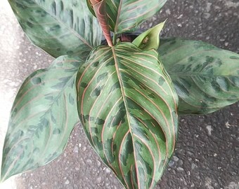 Aglaonema Red Army Tricolor Starter Plant ALL STARTER PLANTS Require ...