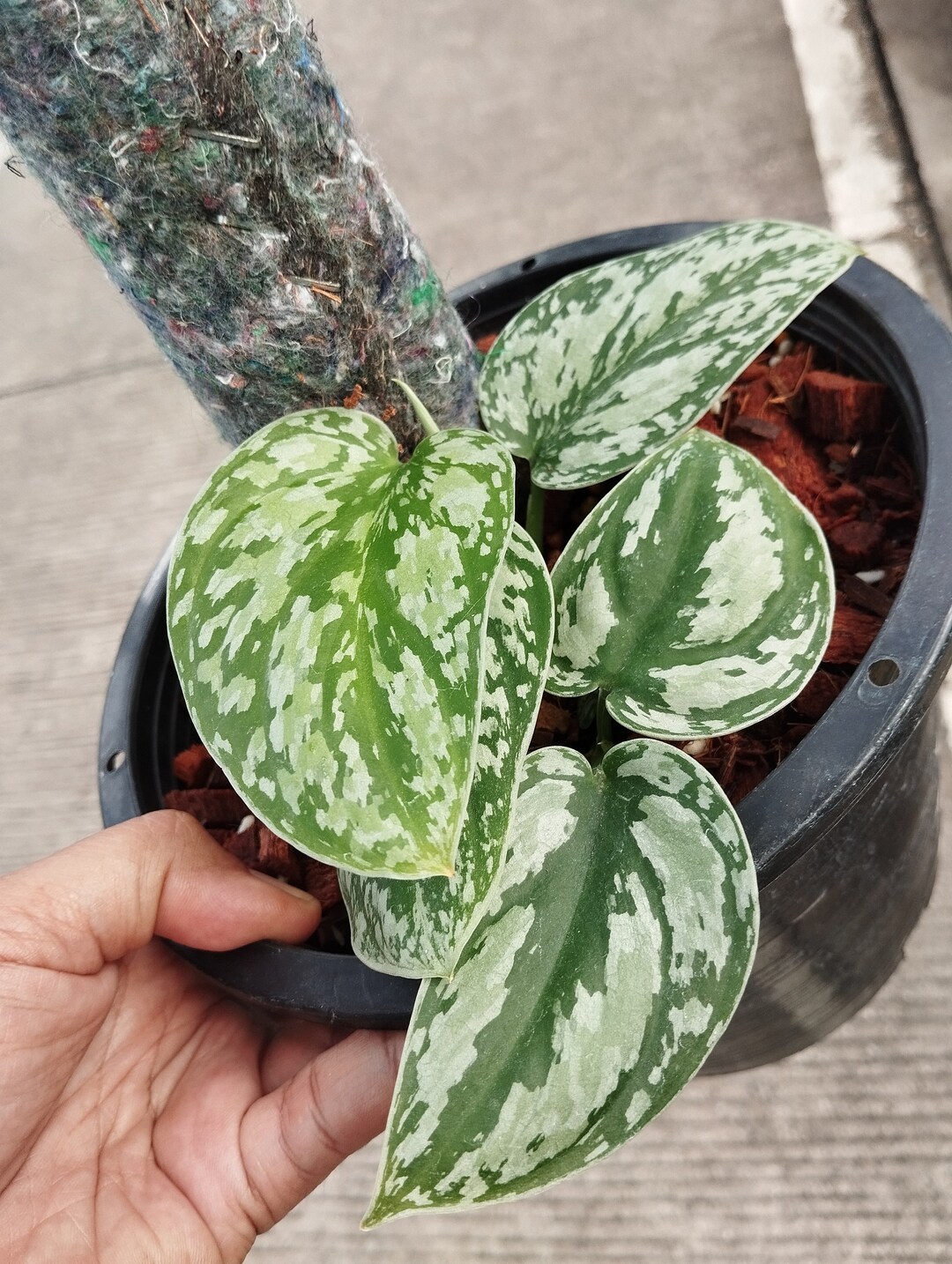 Scindapsus Tricolor Variegated - Etsy