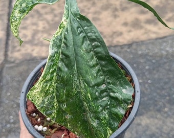 Albo Variegated Spider Man Monstera variegated Amydrium Medium Starter ...