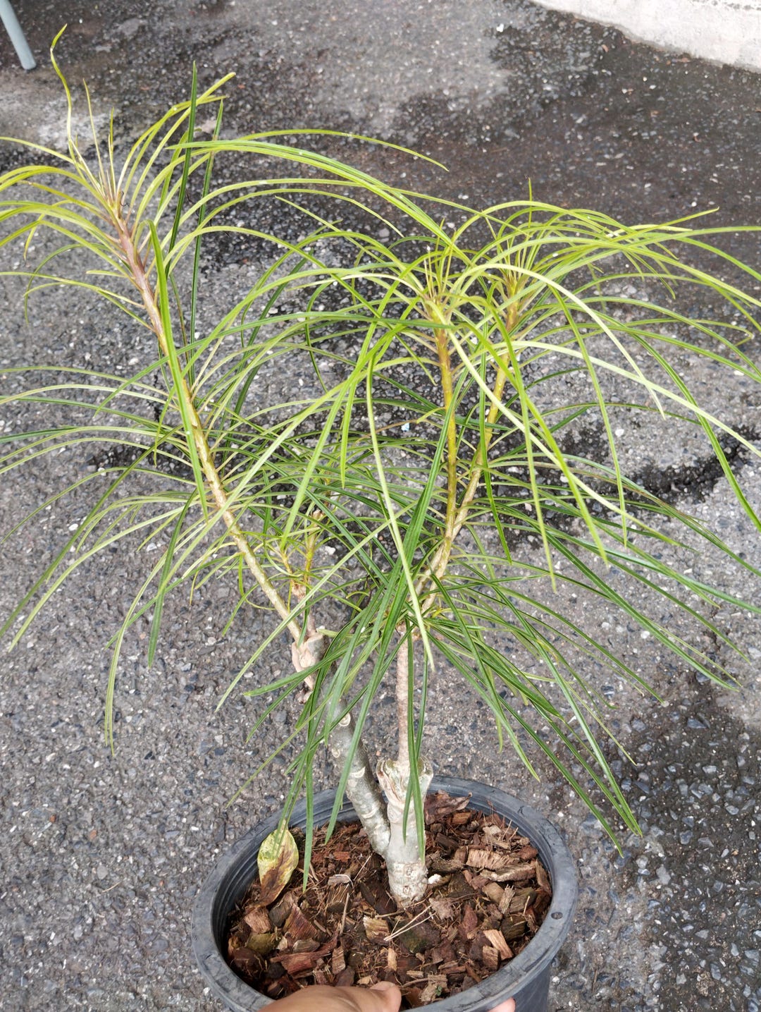 Plumeria Filifolia - Etsy