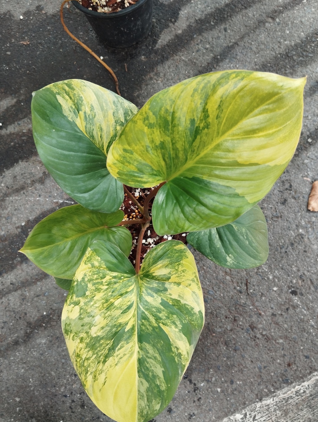 Homalomena Rubescens Aurea Variegated - Etsy