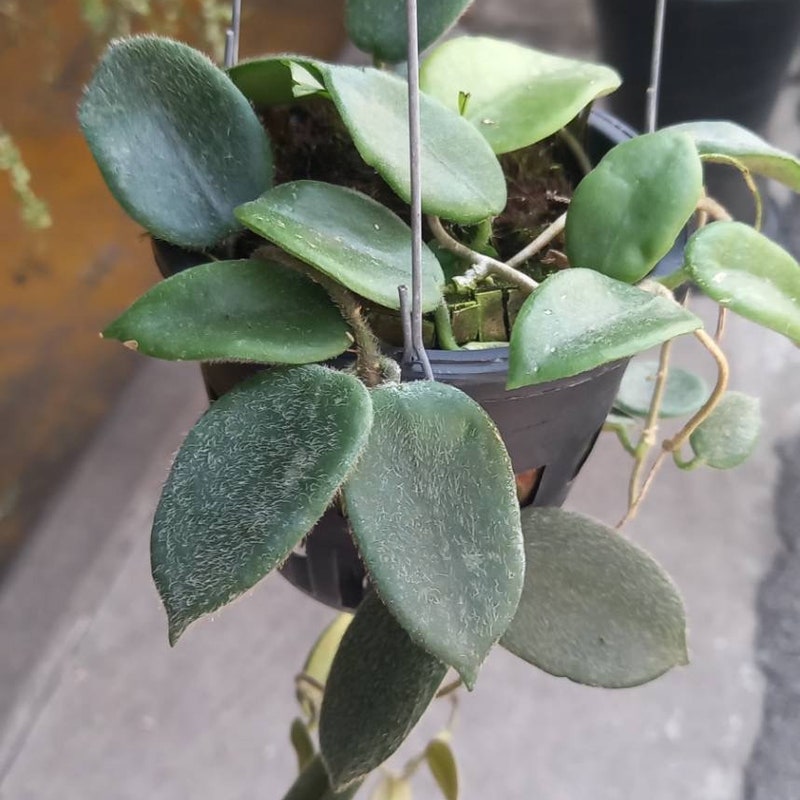 Hoya thomsonii - Etsy Nederland