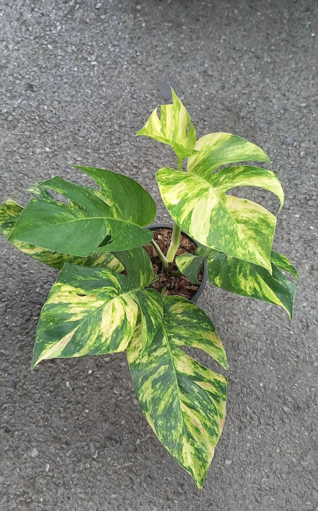 Epipremnum Pinnatum Golden Flame - Etsy