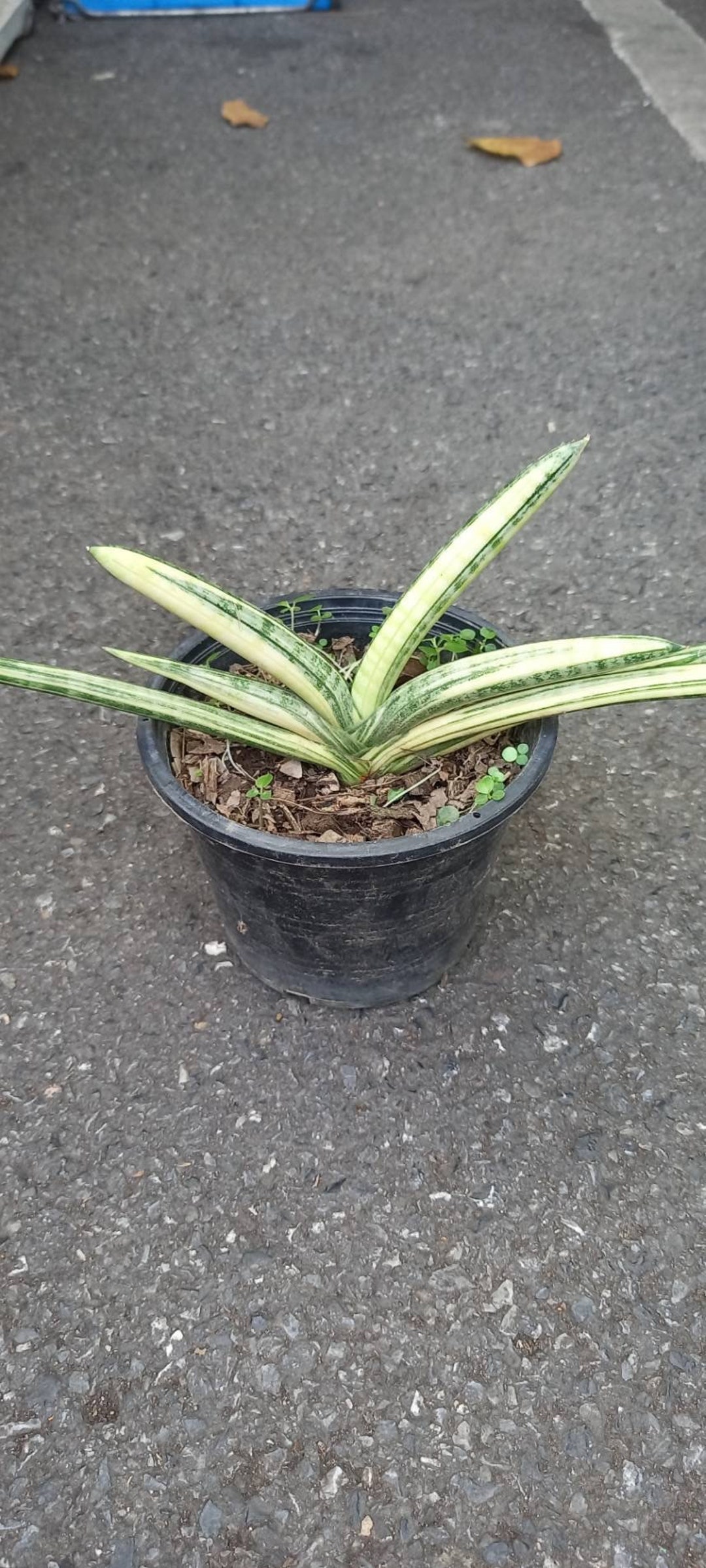 Sansevieria Boncel Variegated/big Size - Etsy