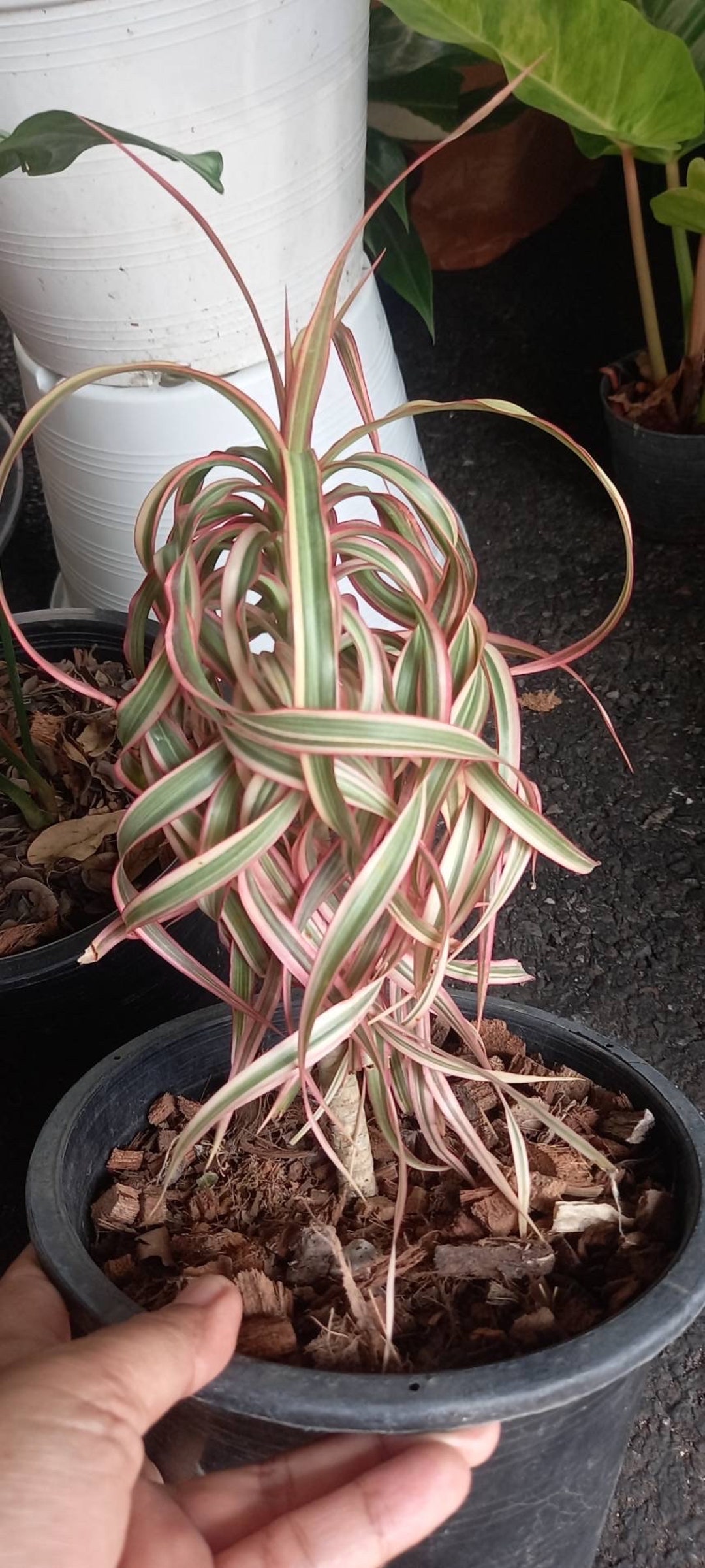 Dracaena Cincta - Etsy