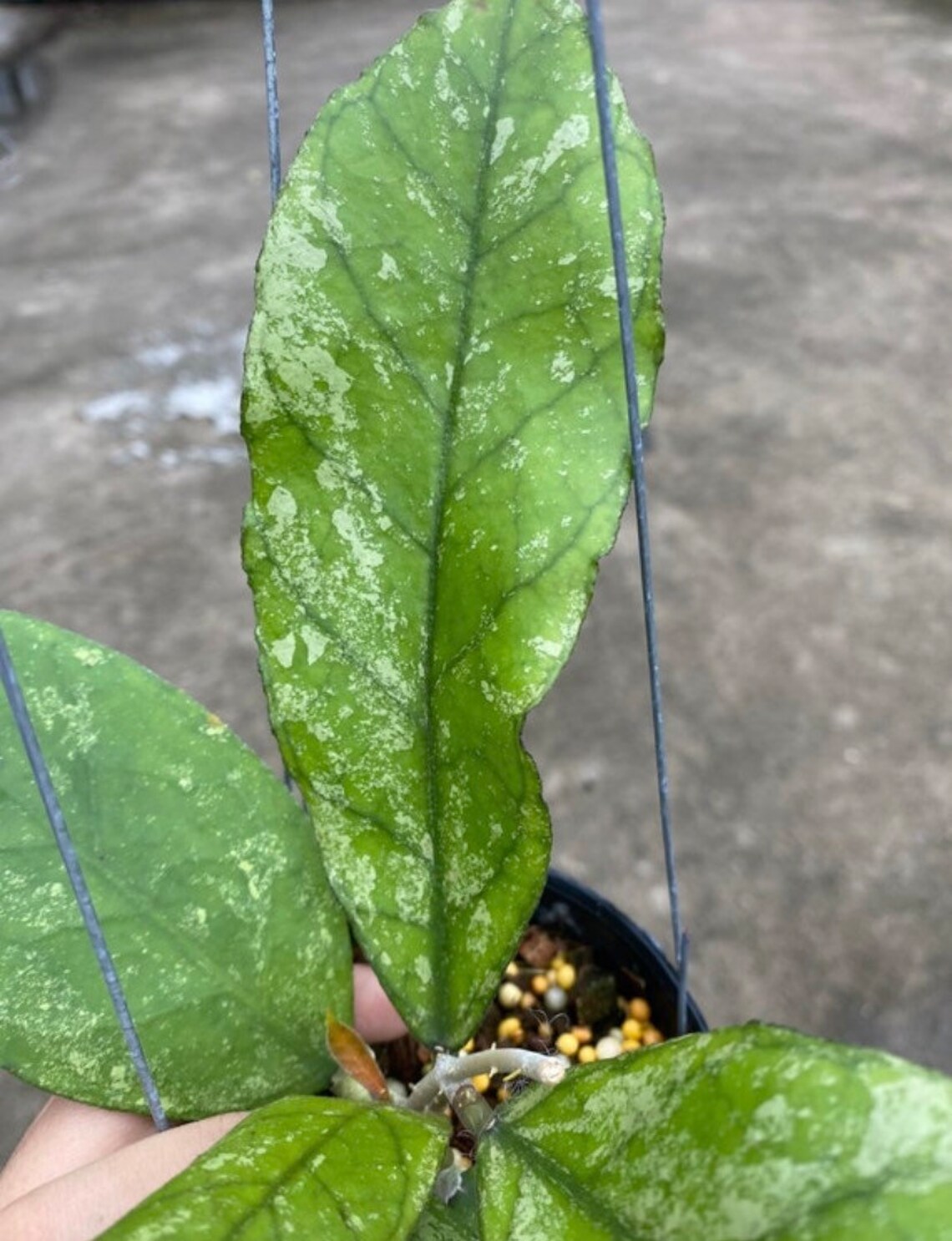 Hoya Bahoi Splash - Etsy