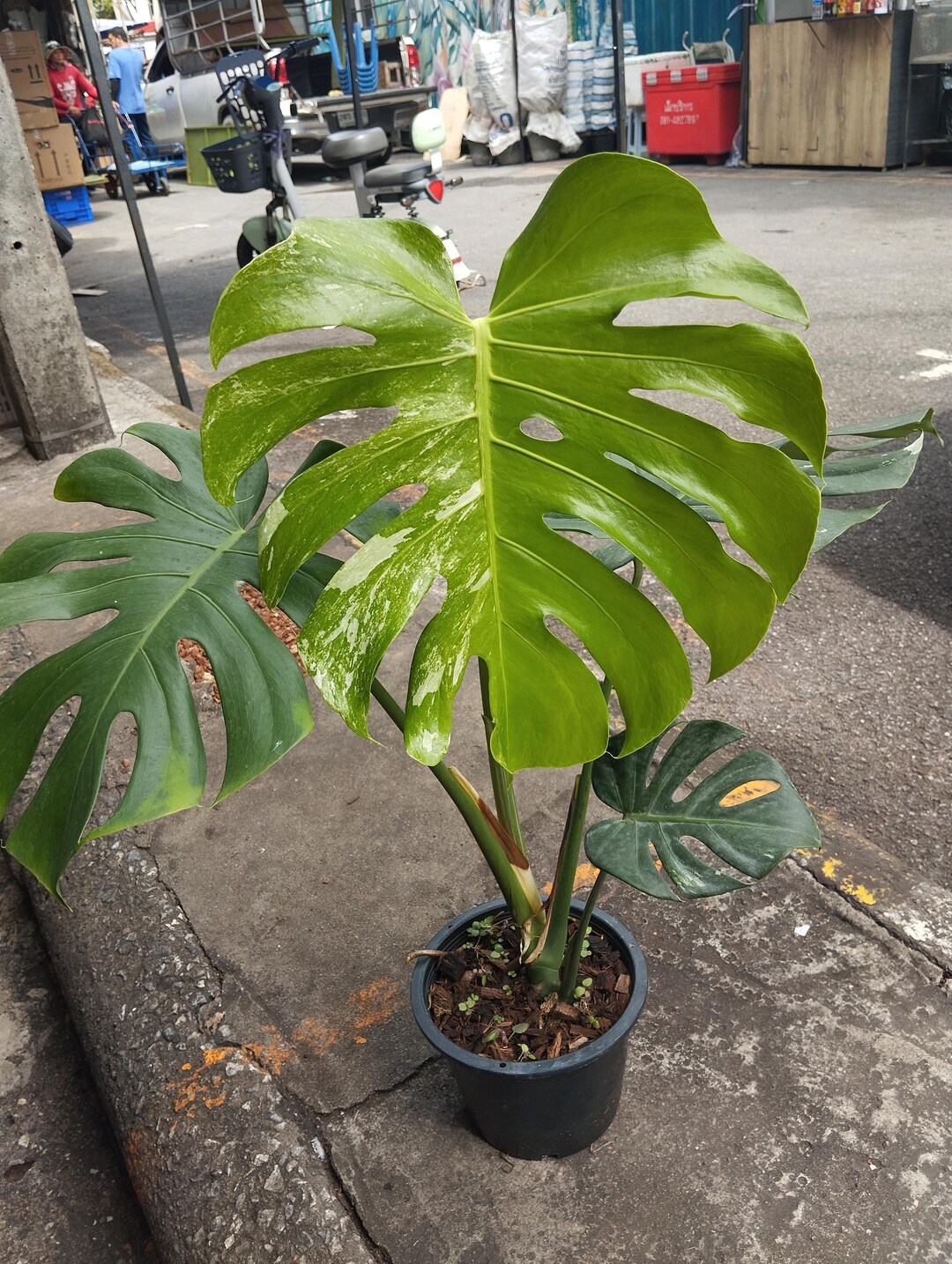 Monstera Ocean Mint Variegated - Etsy