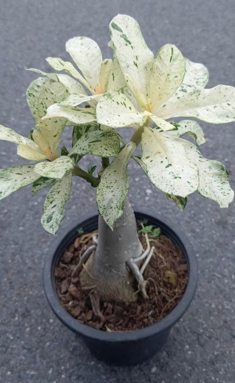 Adenium Marble Variegated/desert Rose - Etsy