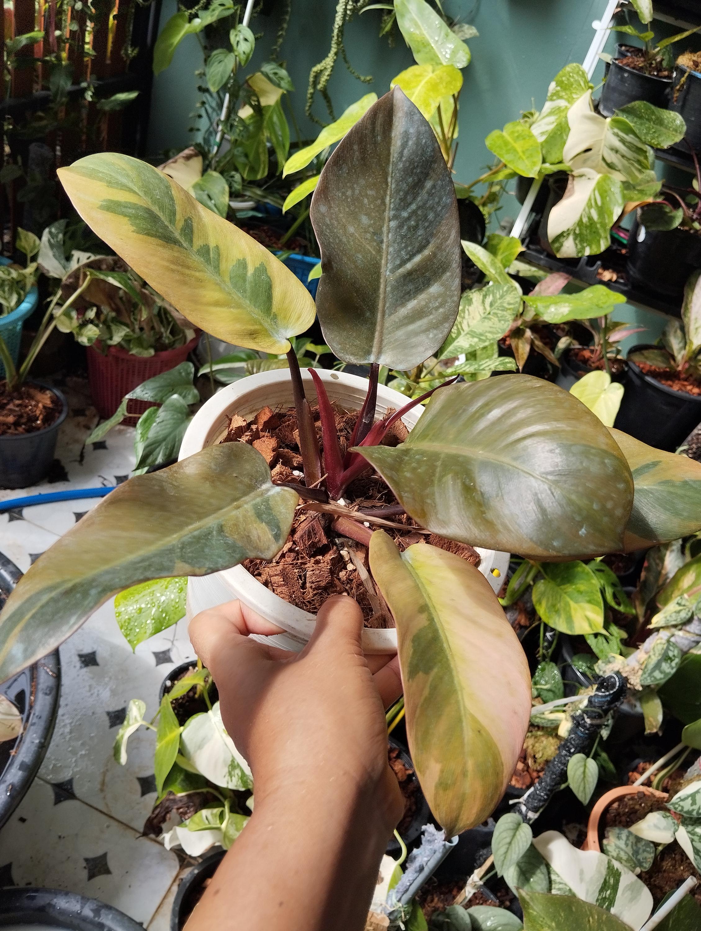 Philodendron Black Cardinal Var. (S) - Etsy