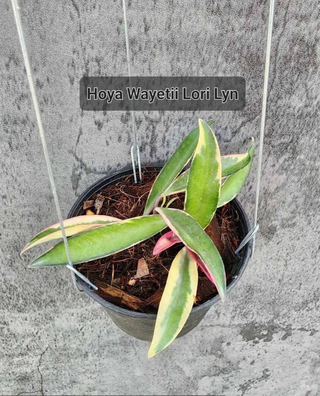 Hoya Wayetii Lori Lyn - Etsy