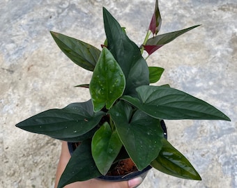 Rare: Syngonium Erythrophyllum llano Carti Rd - Etsy