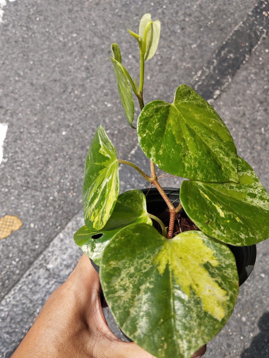 Piper Sp. Heart -shaped Leaves Variegated - Etsy
