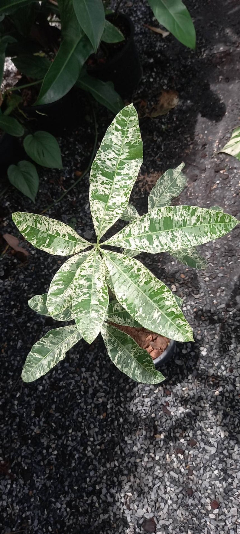 Pachira Aquatica/money Tree Variegated - Etsy