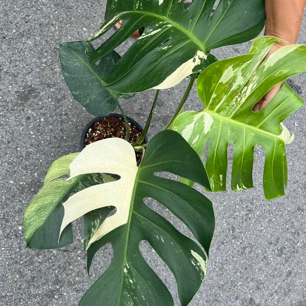 Monstera Mint - Etsy