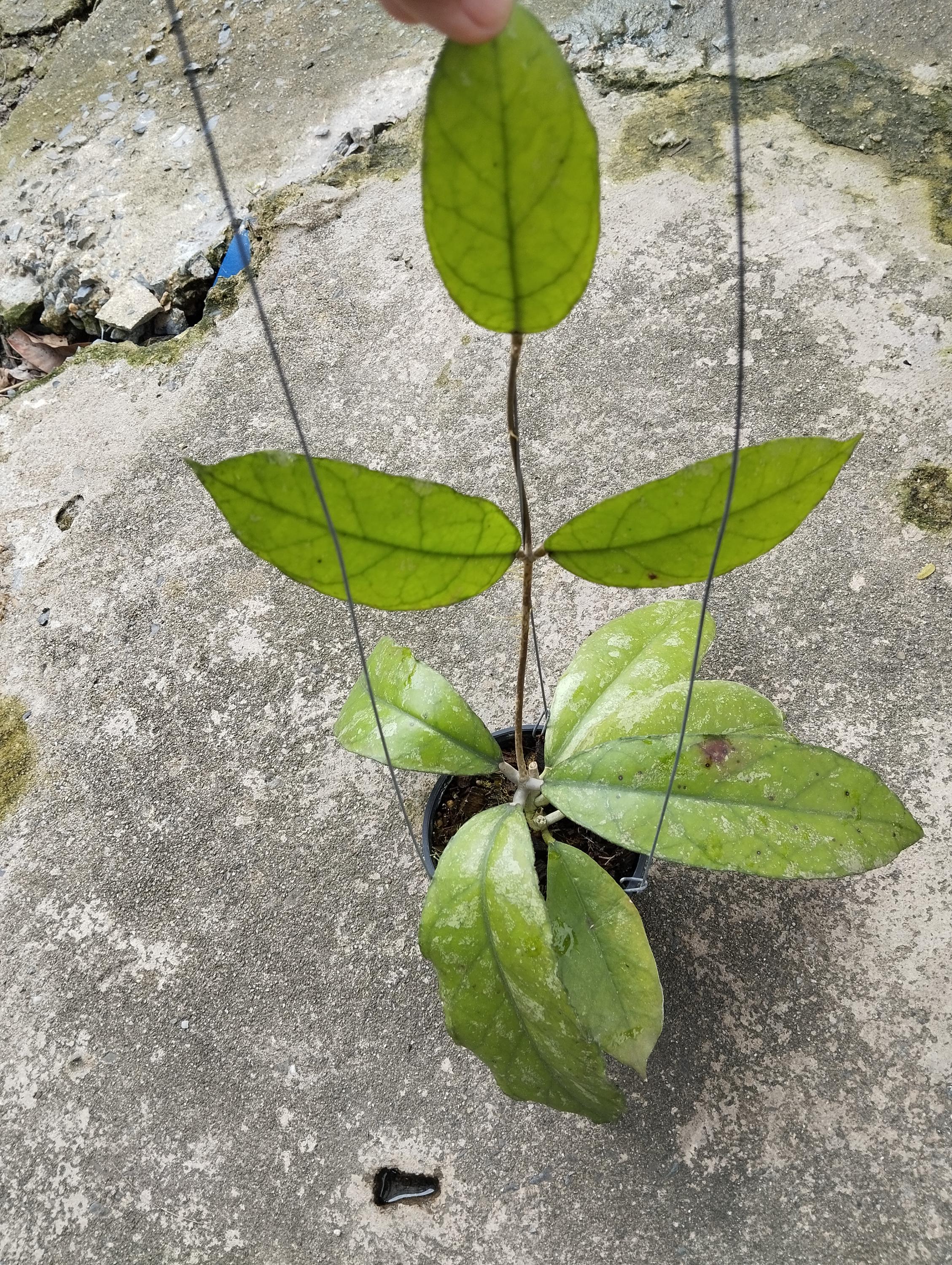 Hoya Bahoi Splash - Etsy