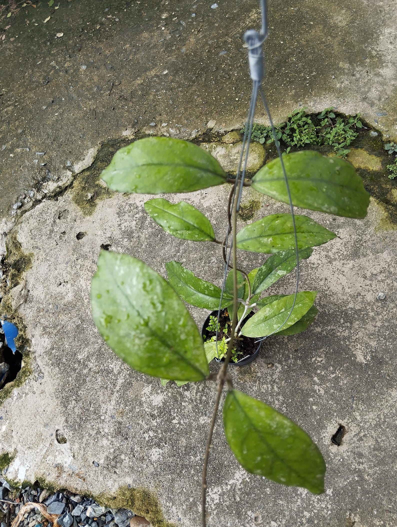 Hoya Bahoi Splash - Etsy