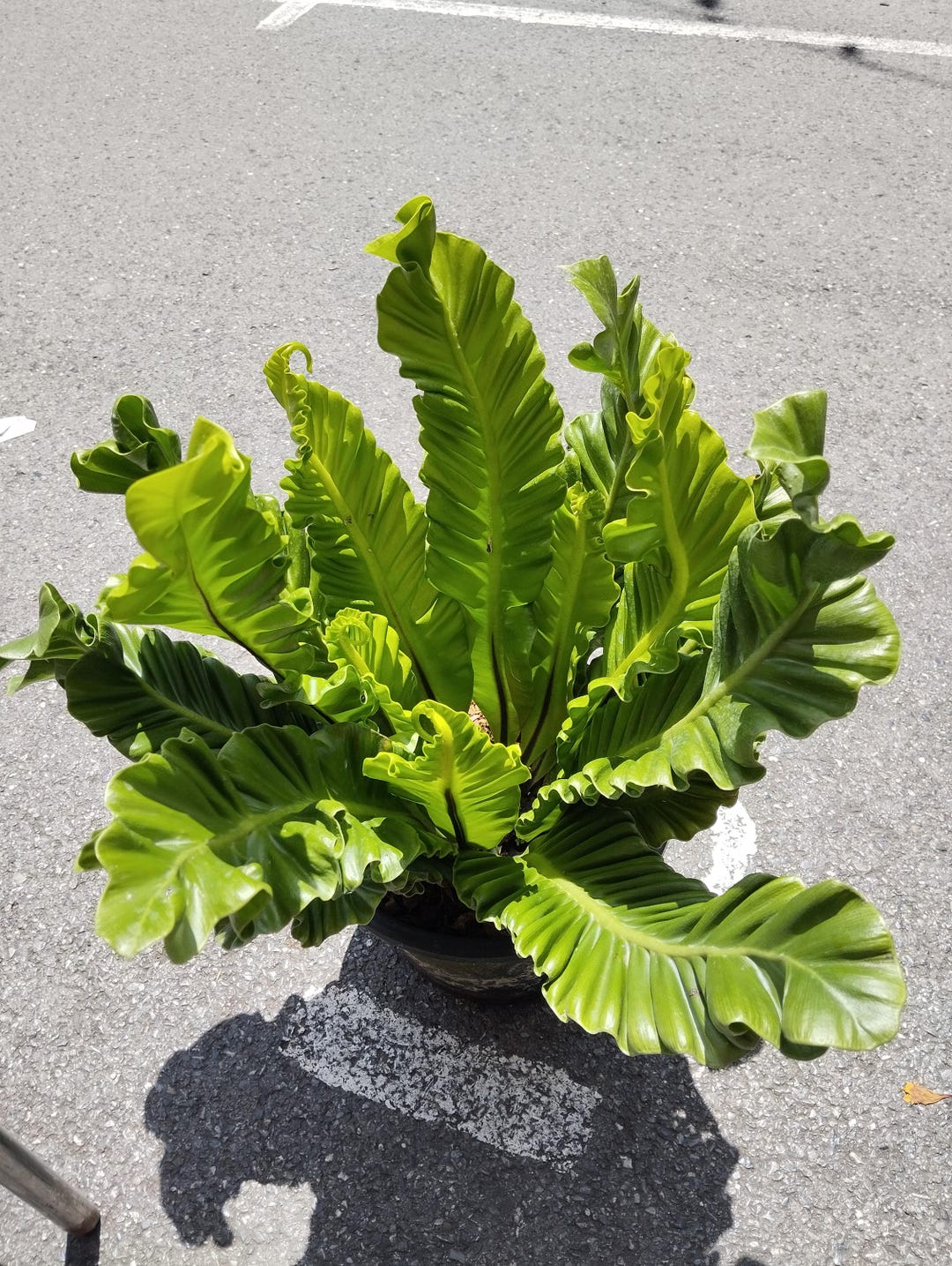 Drynaria Cobra Bird's Nest Fern - Etsy