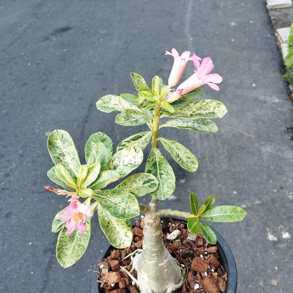 Adenium - Etsy