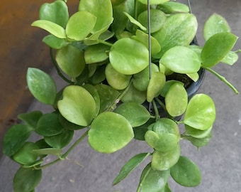 Hoya Biakensis Splash | VERY RARE Hoya Plant - Etsy