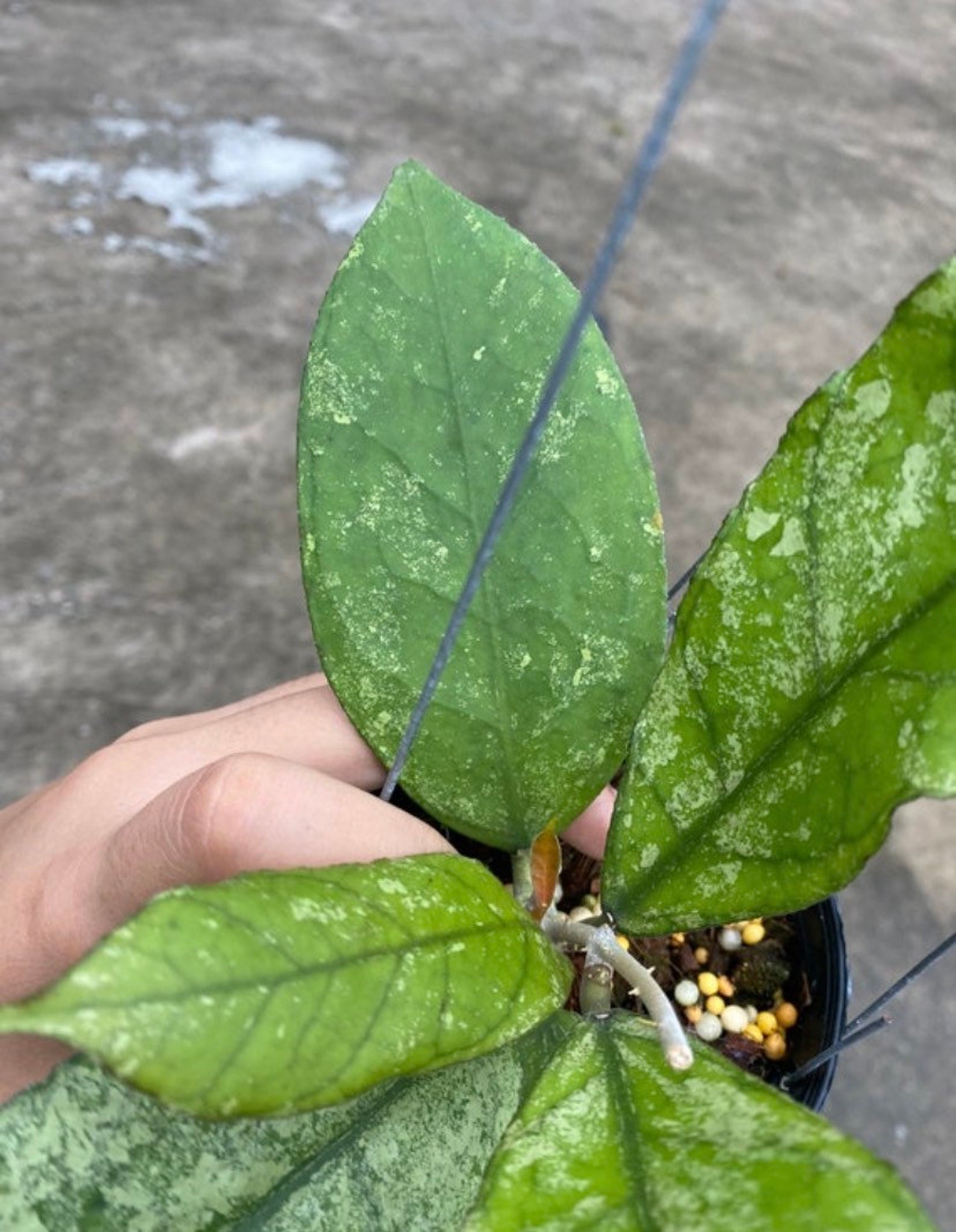 Hoya Bahoi Splash - Etsy