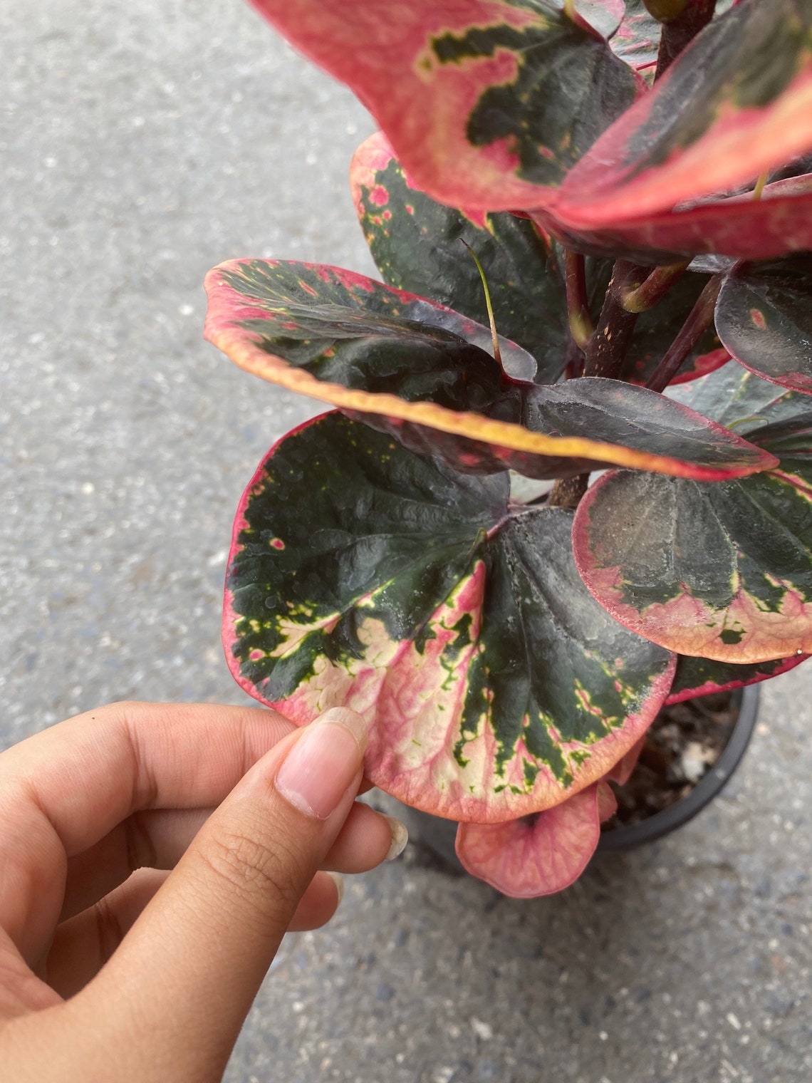 Codiaeum Pictum Variegatum/croton Rose - Etsy