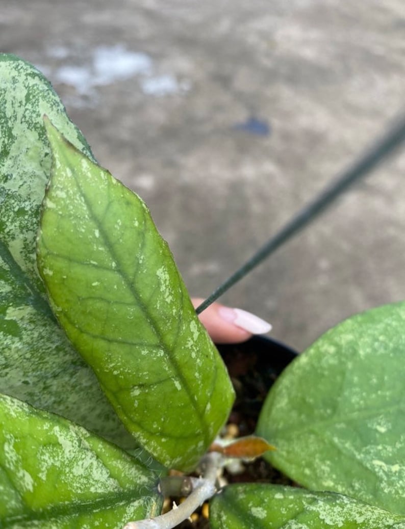 Hoya Bahoi Splash - Etsy