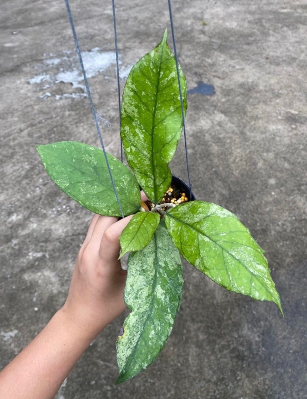 Hoya Bahoi Splash - Etsy