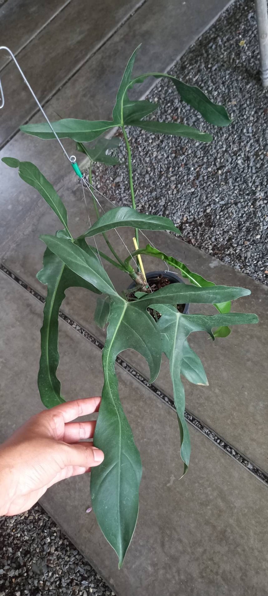 Philo.longilobatum Lelano Miyano - Etsy