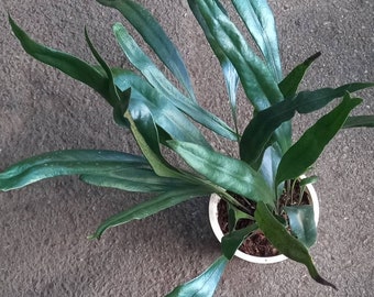 4 Blue Oil Fern Pot With Multiple Plants and Growth Rare Microsorum ...