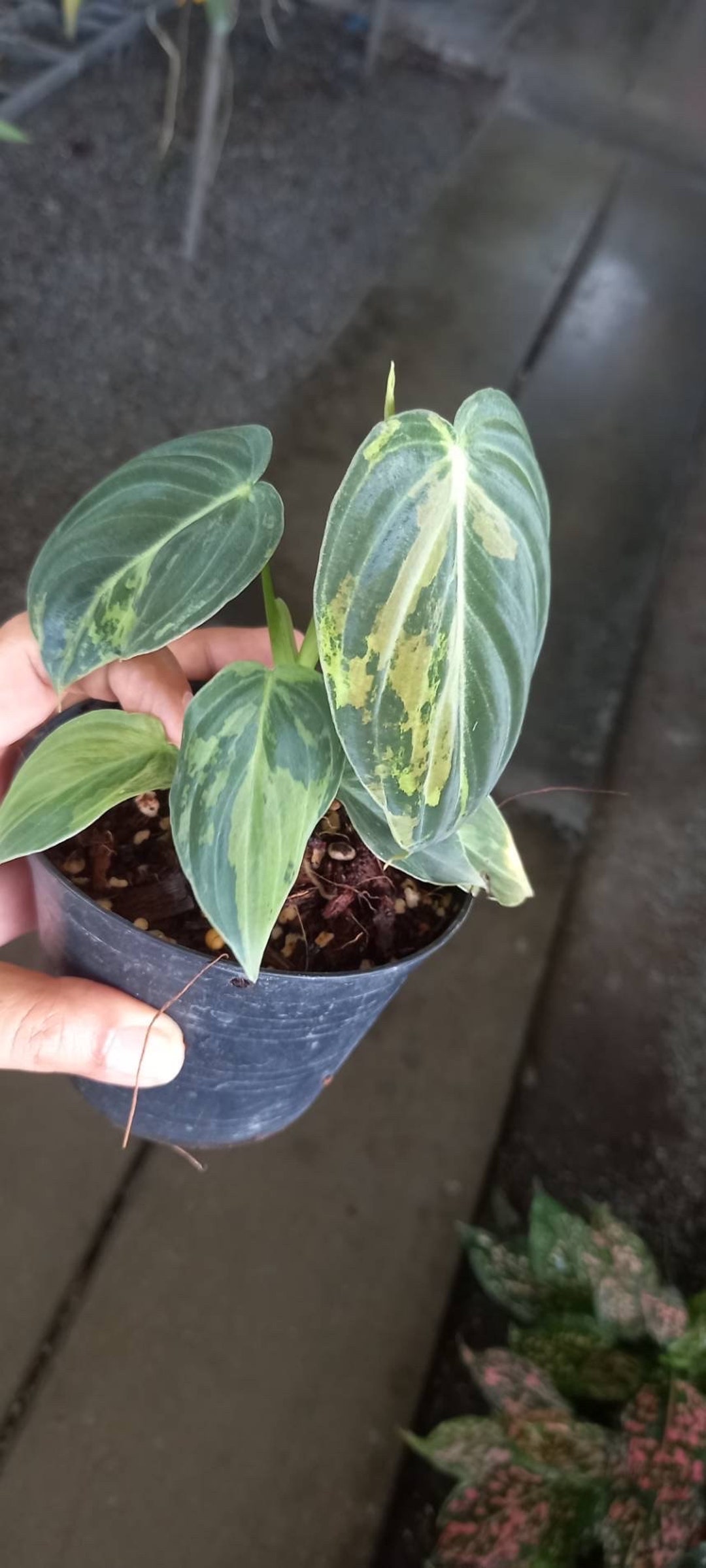Philidendron Melano Var. - Etsy