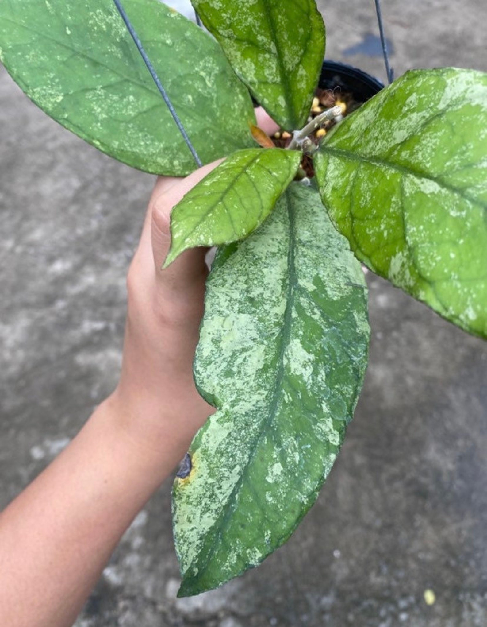 Hoya Bahoi Splash - Etsy