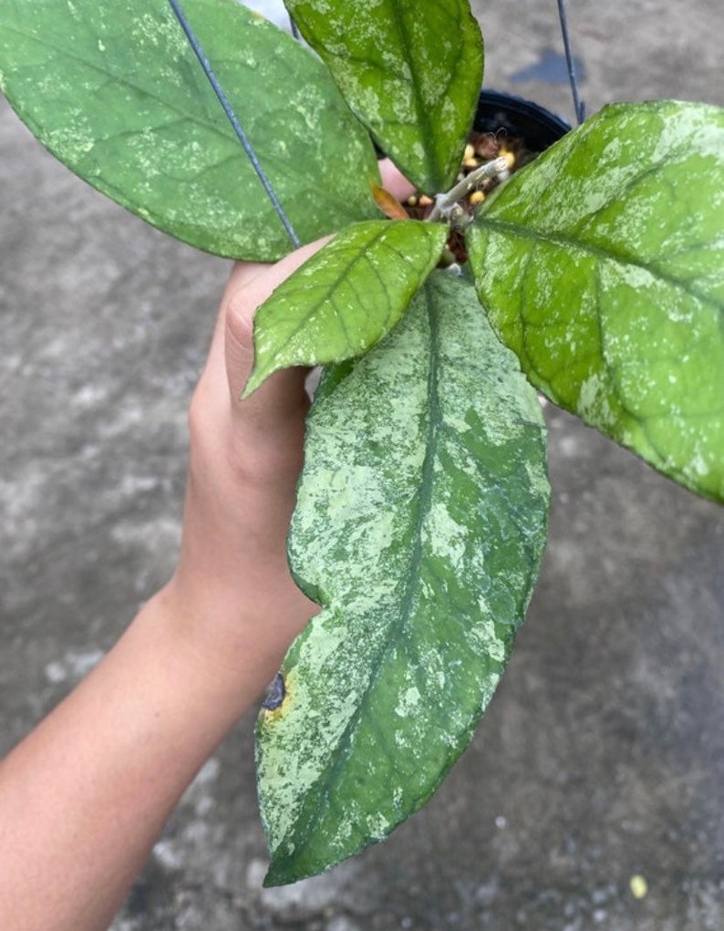 Hoya Bahoi Splash - Etsy