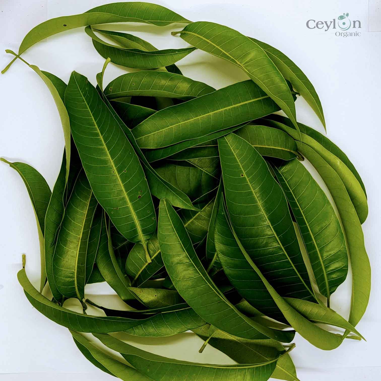 200+ Mango Leaves,dried Mango Leaves, 100% Organic Dried Mango Leaves ...
