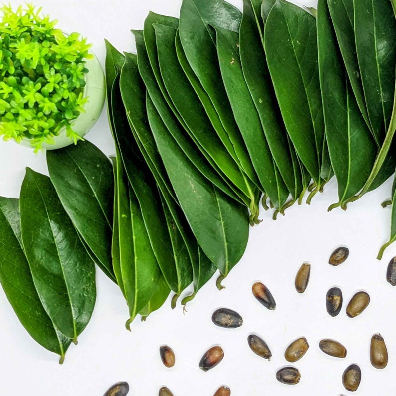 500+ Soursop Leaves, Dried Soursop Leaves Organic, Guanabana, Graviola ...