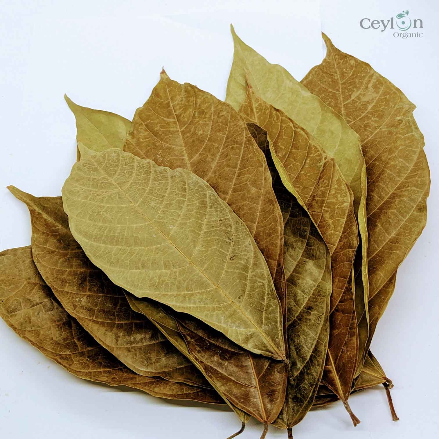 500+ Cacao Leaves, Dry Cacao Leafs, Dried Cacao Leaves,chocolate ...