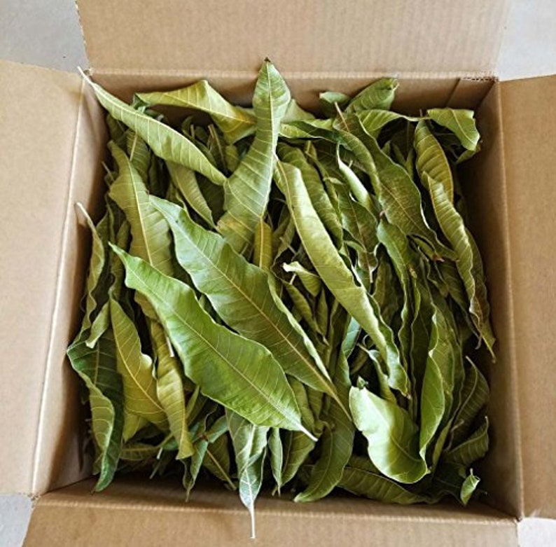 200 Mango Leaves,dried Mango Leaves, 100% Organic Dried Mango Leaves ...