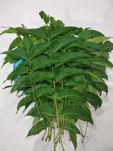1kg Neem Leaves,dried Neem Leaves 100% Organic - Etsy