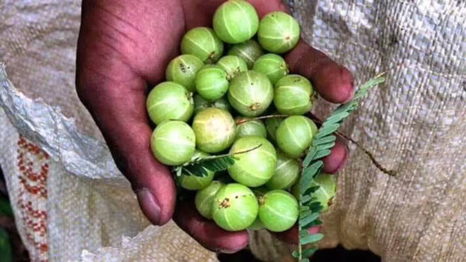 200g Dried Amla,organic Amla Berry,indian Gooseberry ,phyllanthus ...