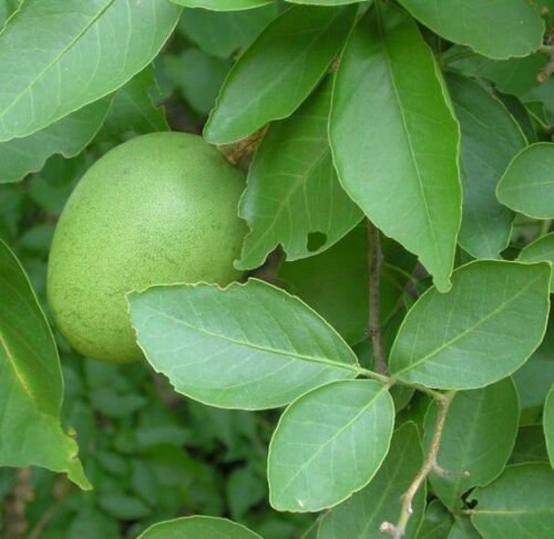 300 Bel Leaves,bael Leaves, Dried Bael Leaves, Half Sun-dried Bael ...