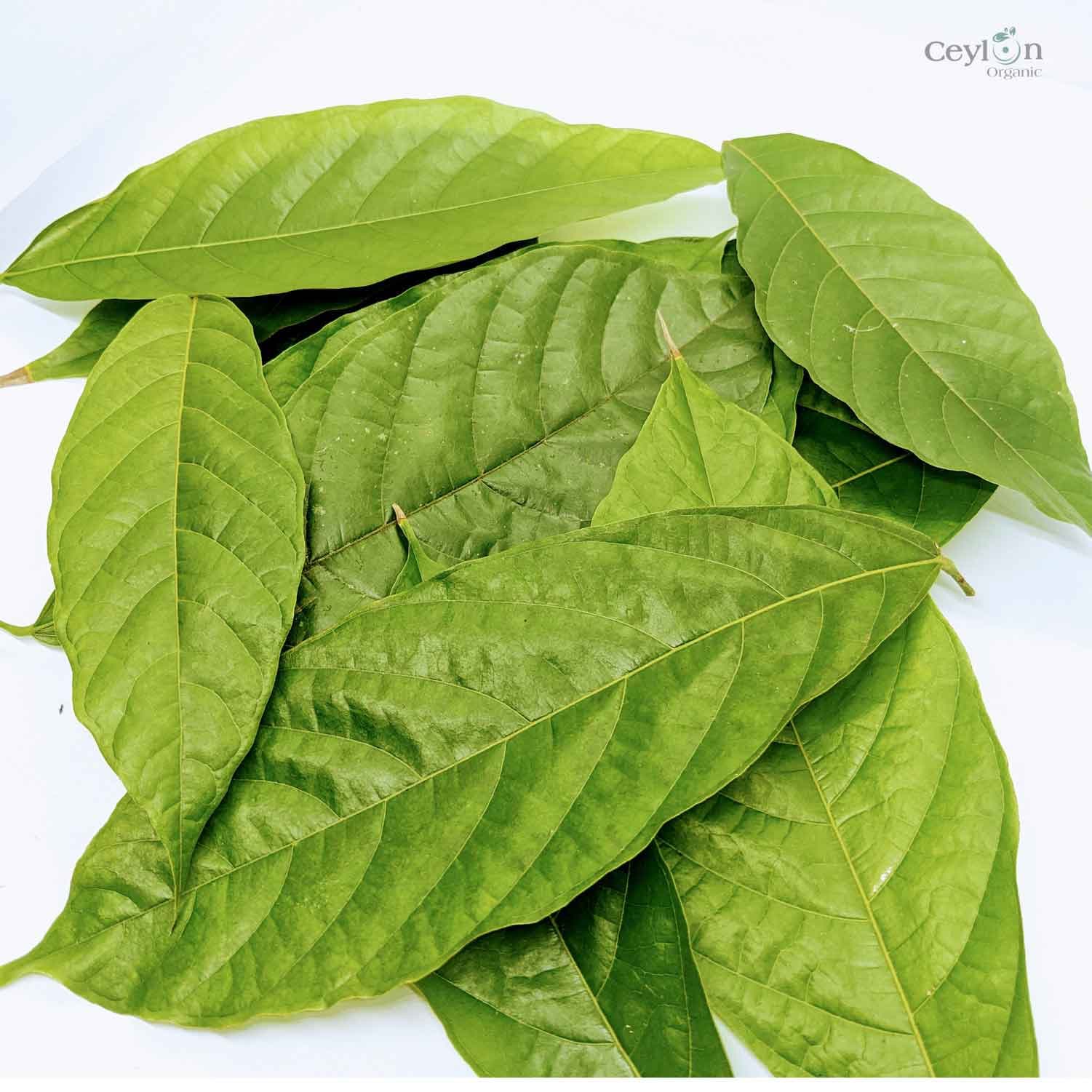 500+ Cacao Leaves, Dry Cacao Leafs, Dried Cacao Leaves,chocolate ...