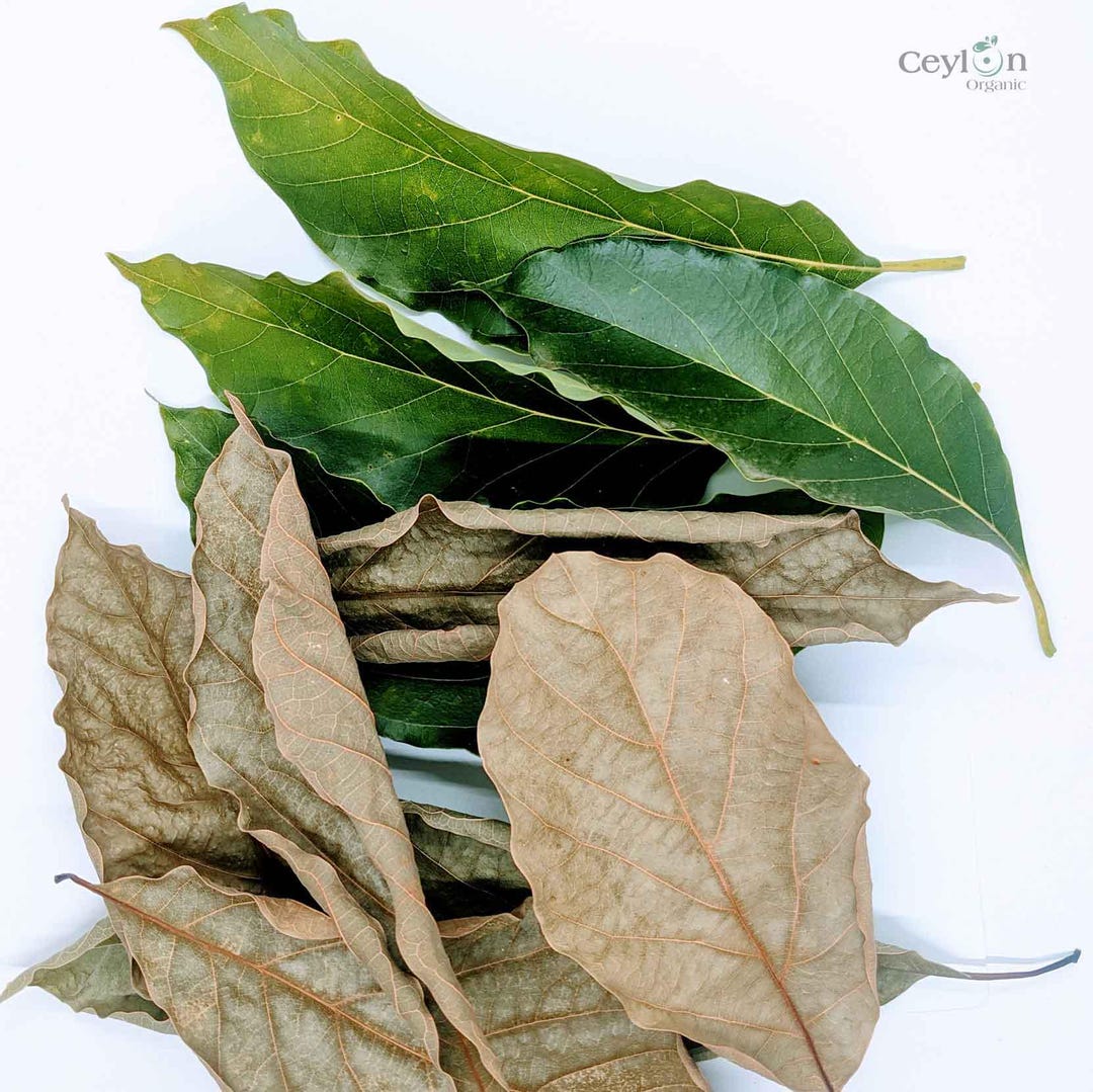 500+ Organic Dried Avocado Leaves | Herbal Tea | Ceylon Organic - Etsy